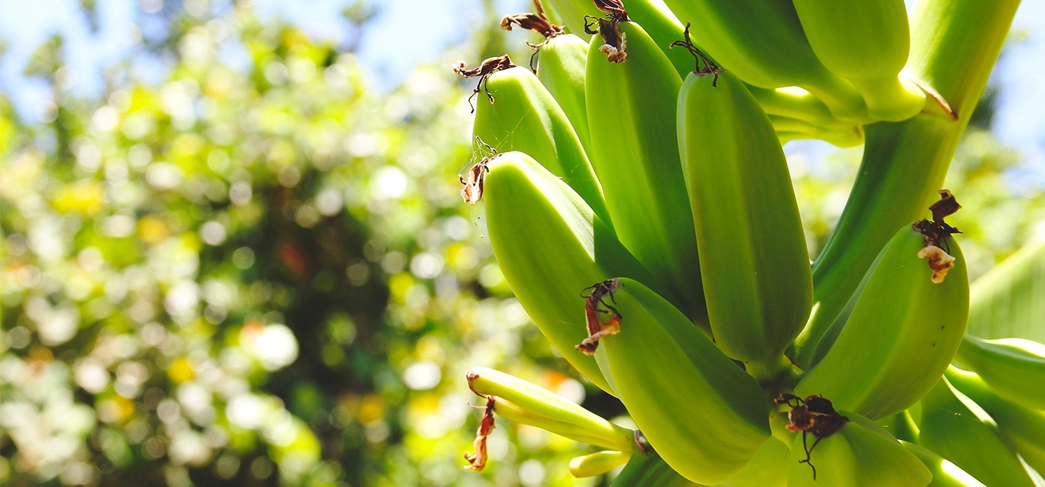 Coltivare un banano in casa? Sfatiamo alcuni miti!