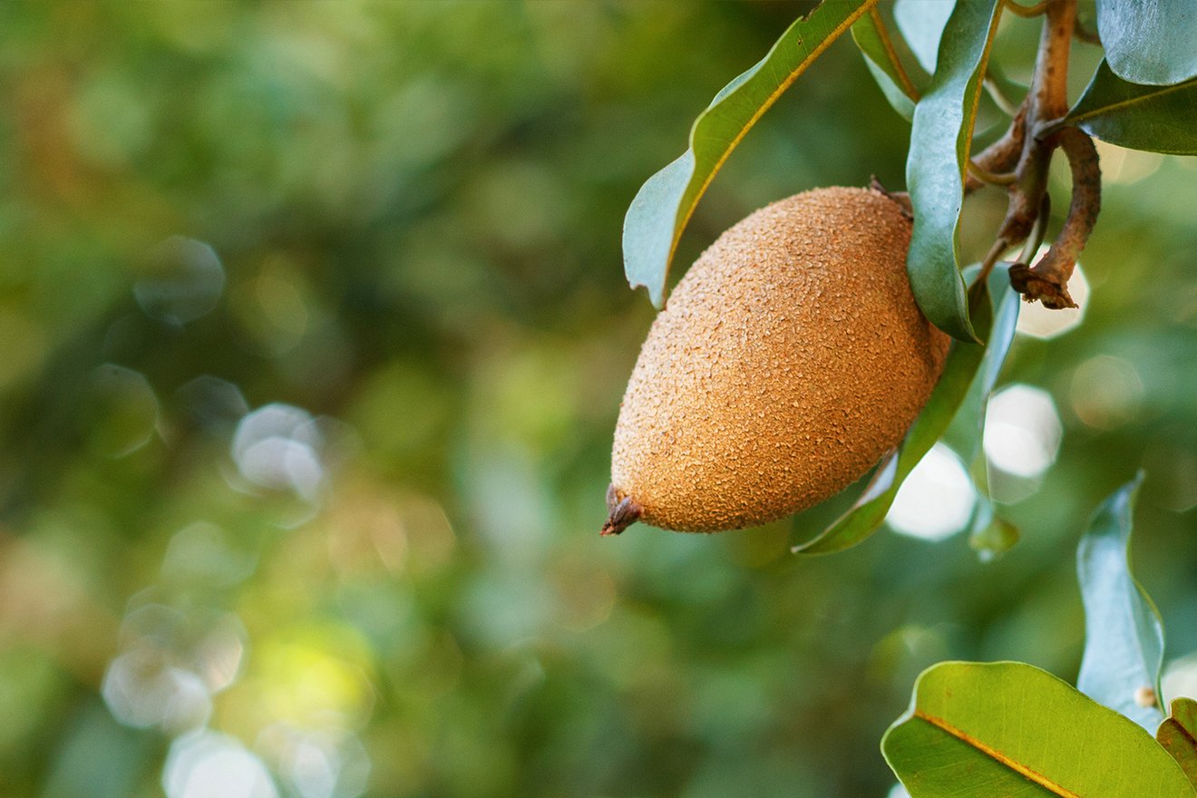 From Chicozapote to the Dynamite Tree: The new species we are planting