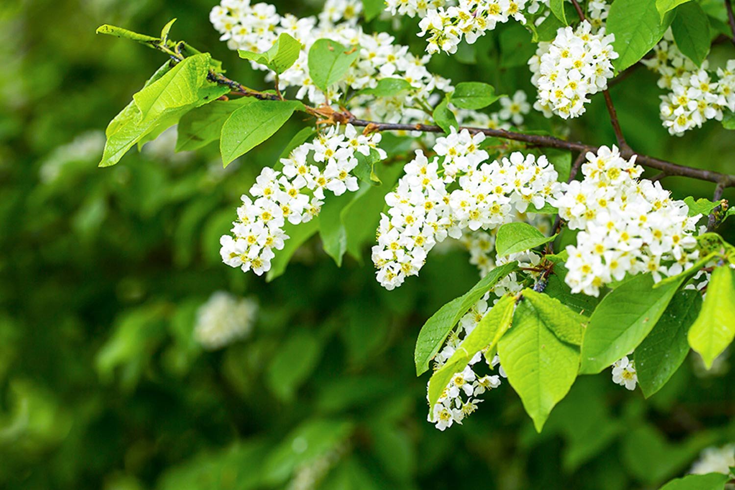 3 strange tree species we will plant in 2024