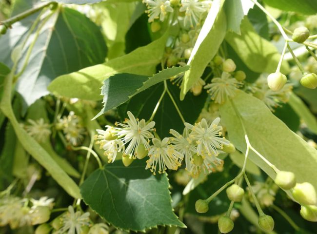 Storia, caratteristiche e segreti dell'albero di Tiglio | Treedom