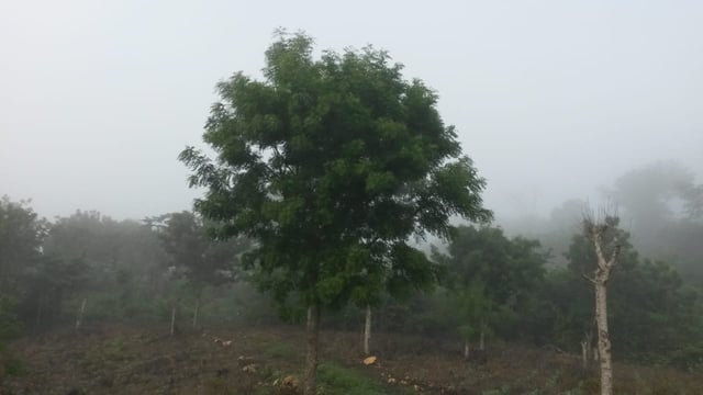 Albero di Neem: Significato e Benefici per l'Ambiente
