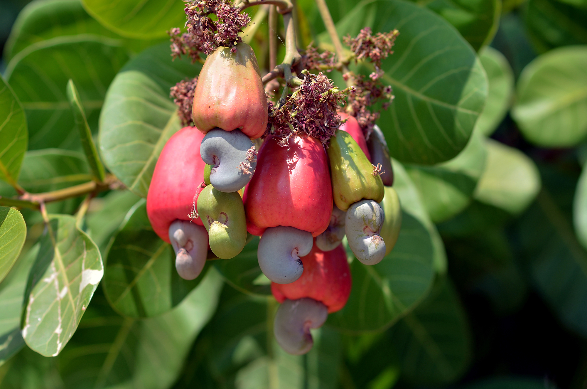 Trees we love: Cashew
