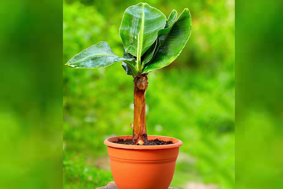 Coltivare un banano in casa? Sfatiamo alcuni miti!