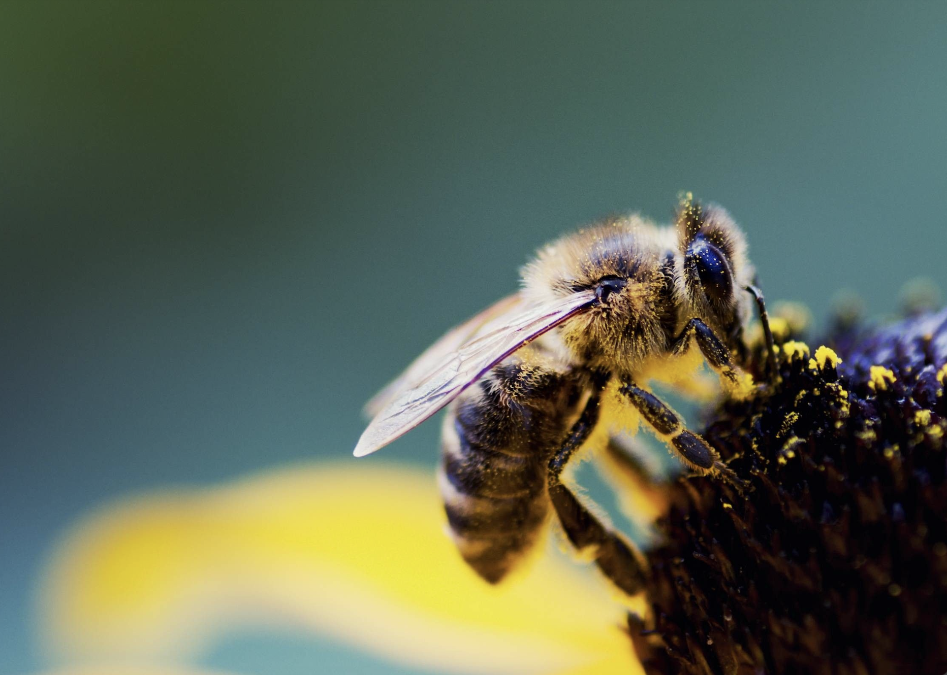 Protecting bees made easy