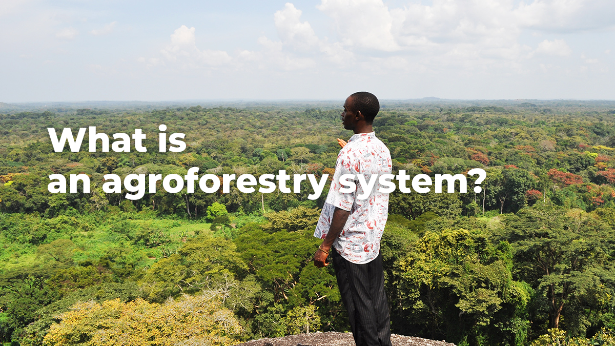 The benefits of agroforestry for our planet