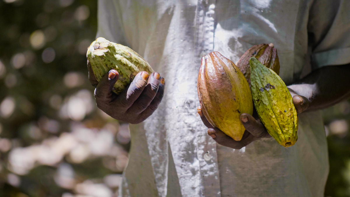 The Cacao Tree and How Chocolate is Made
