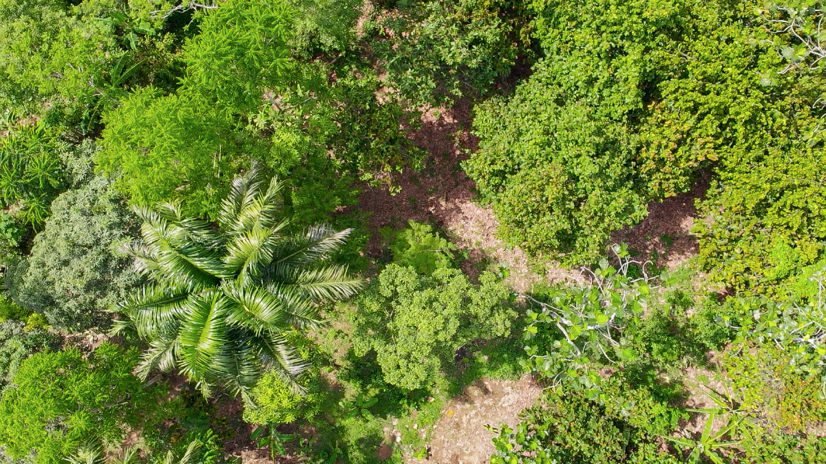 Piantare alberi può salvare il nostro pianeta?