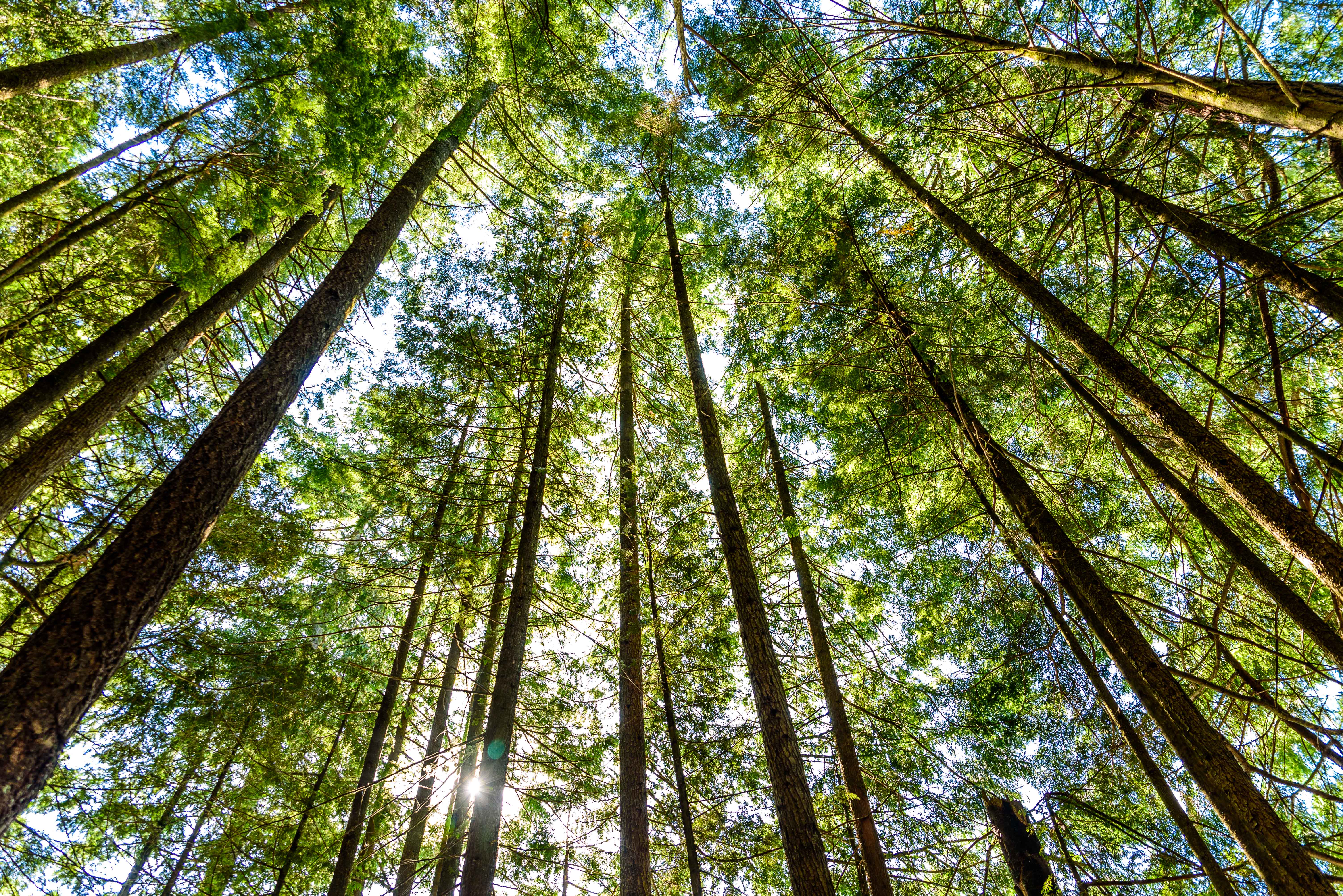 How Tall Can Trees Grow?