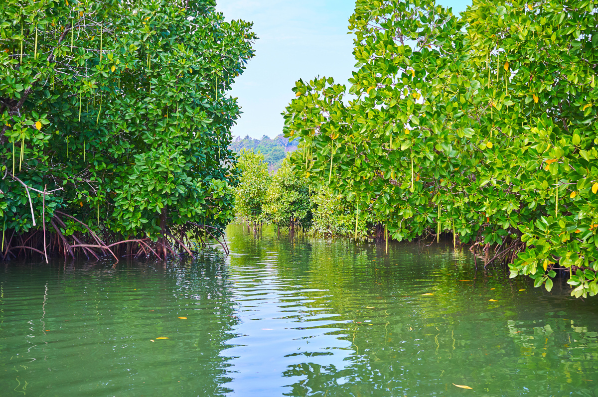Trees we love: Mangrove