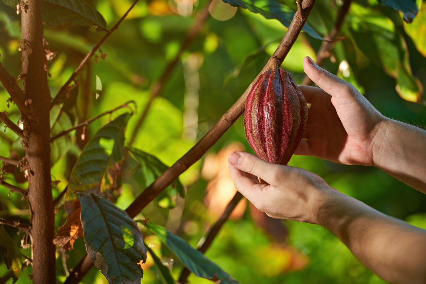 Harvest time (and choices): why cocoa can save or destroy the forests